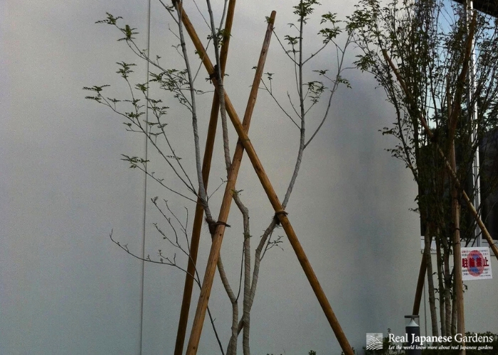 Tree Staking for Garden Trees in Japan - Real Japanese Gardens